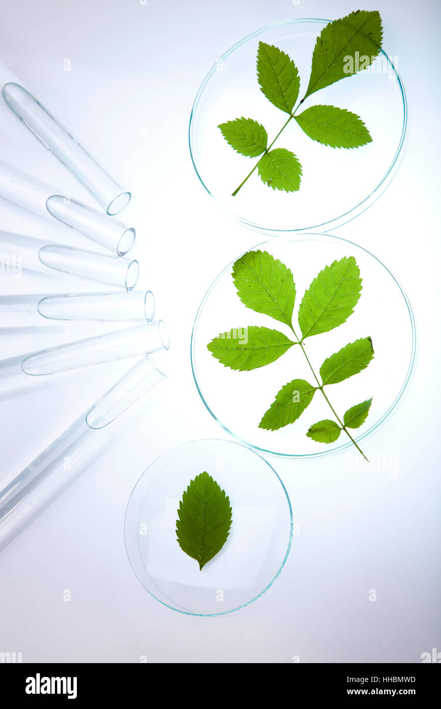 ecology, laboratory, chemistry, biology, chemical, biotechnology ...