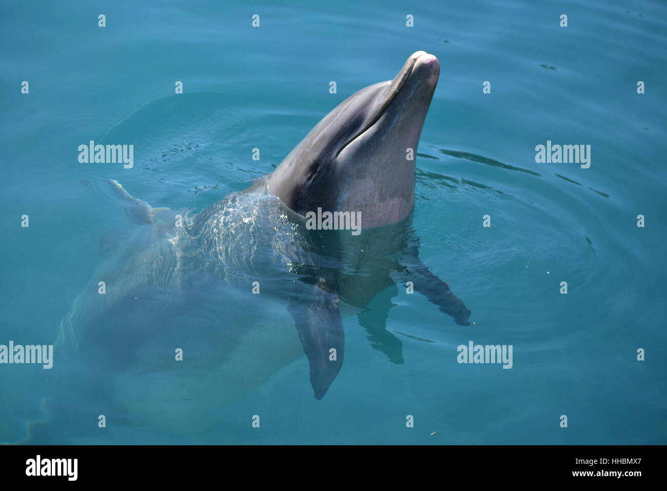 Flipper The Dolphin High Resolution Stock Photography and Images - Alamy
