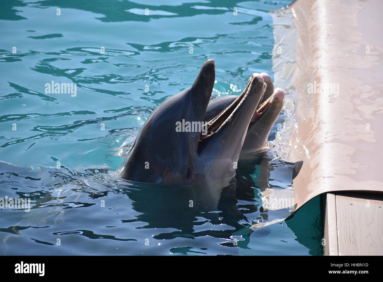 Miami, Florida - USA - January 08, 2016: Miami Seaquarium Dolphins ...