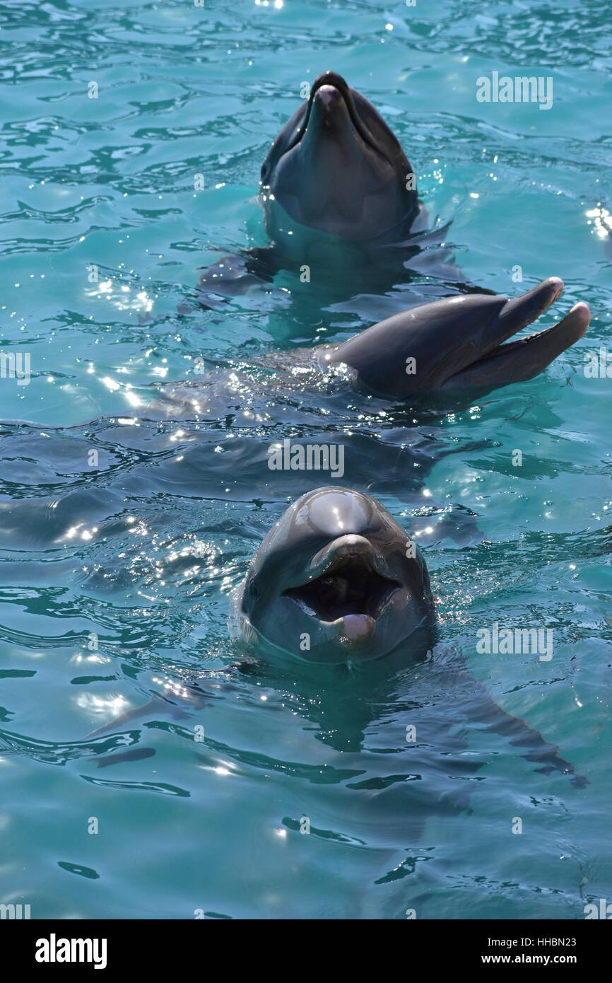 Miami, Florida - USA - January 08, 2016: Miami, Florida - USA - January ...