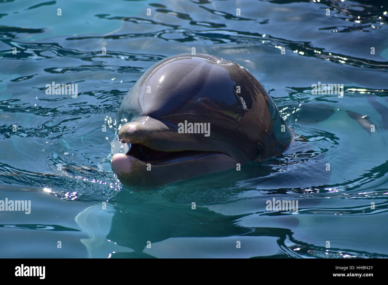 Miami, Florida - USA - January 08, 2016: Dolphin Closeup Stock Photo ...