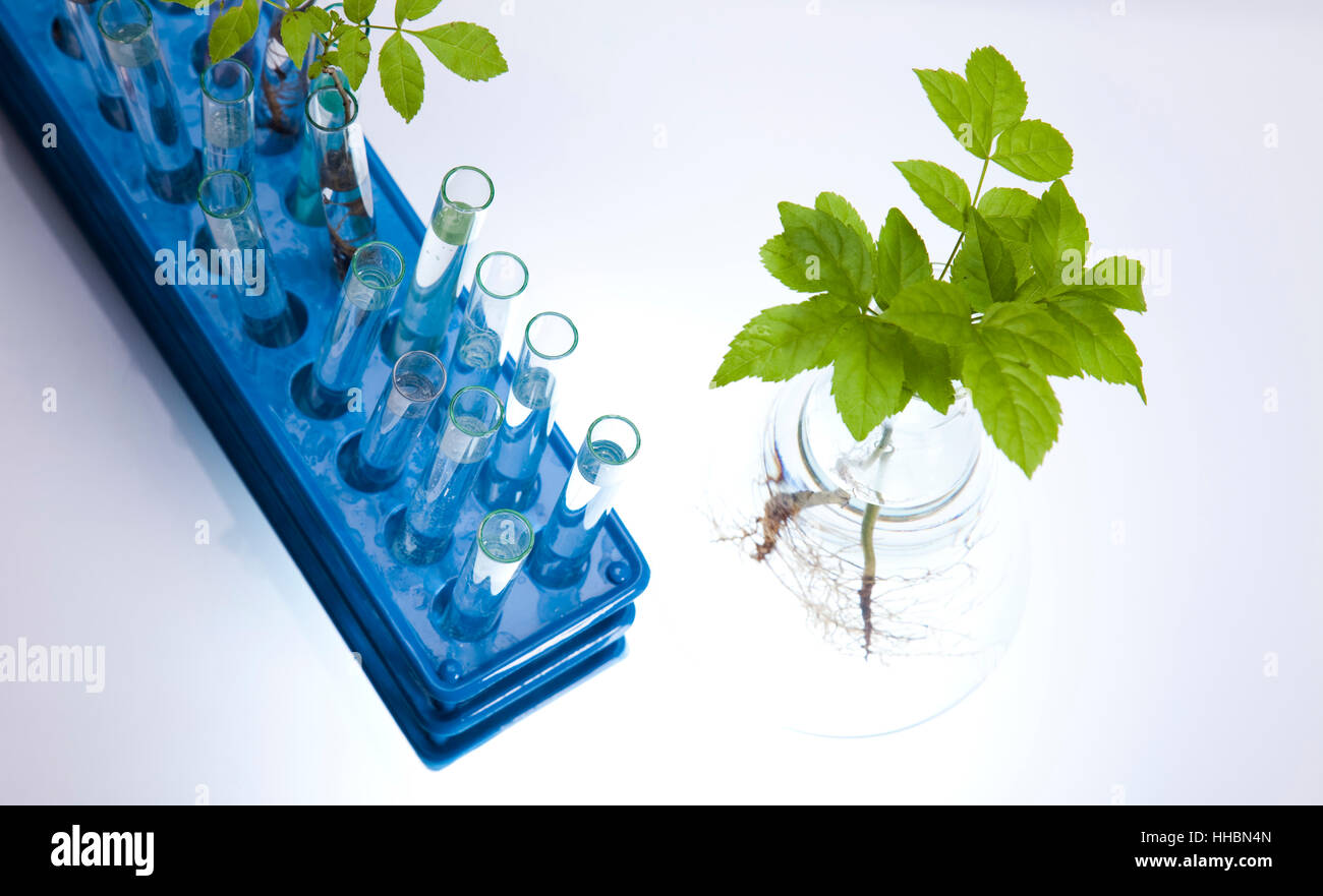 ecology, laboratory, chemistry, biology, chemical, biotechnology ...