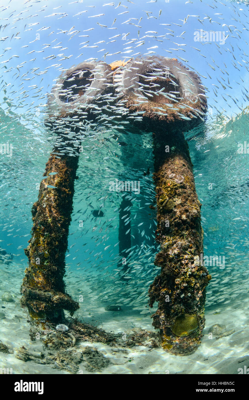 Underwater view of pier surrounded by school of fish Stock Photo - Alamy