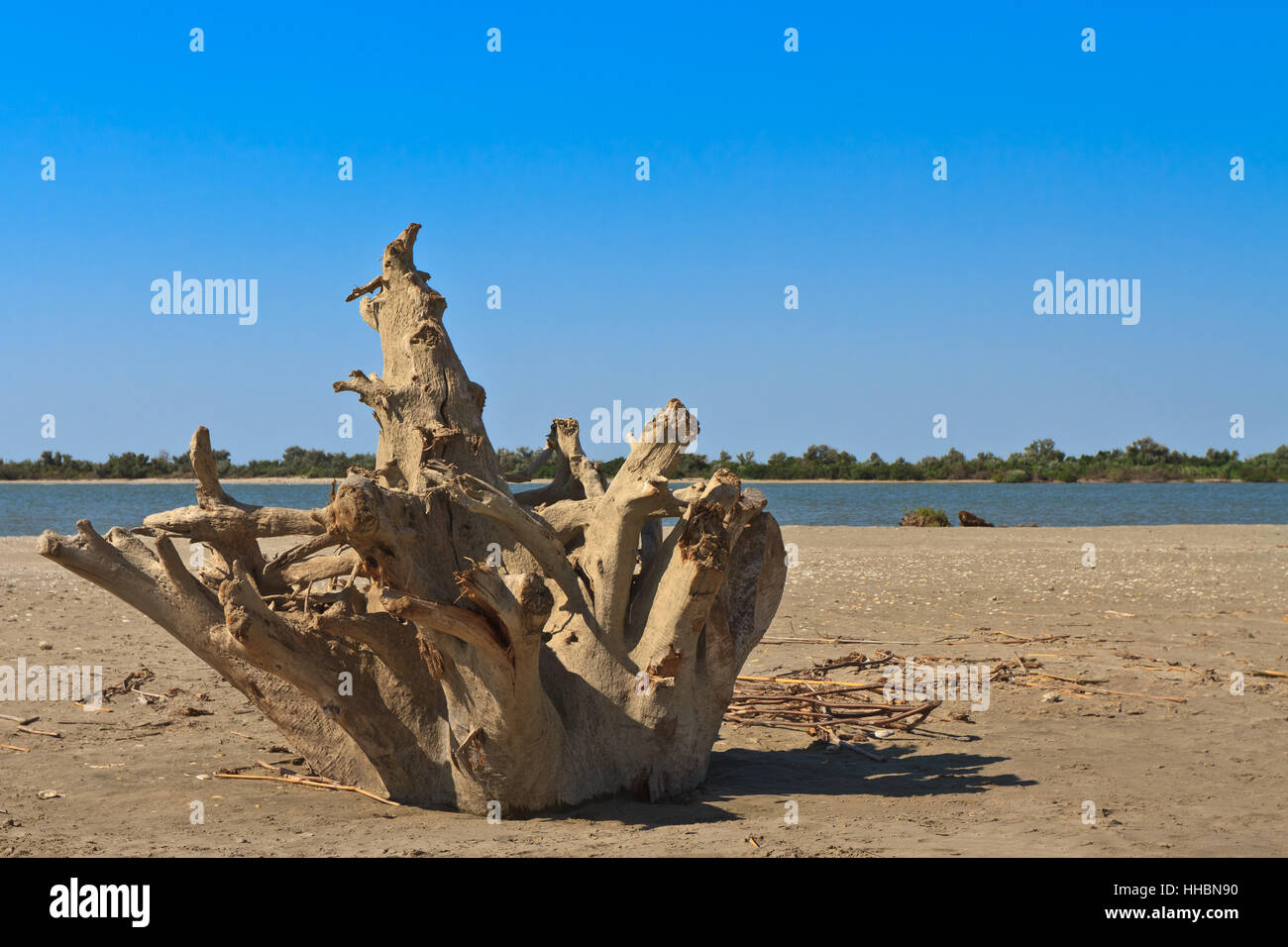 blue, tree, wood, wild, beach, seaside, the beach, seashore, summer ...