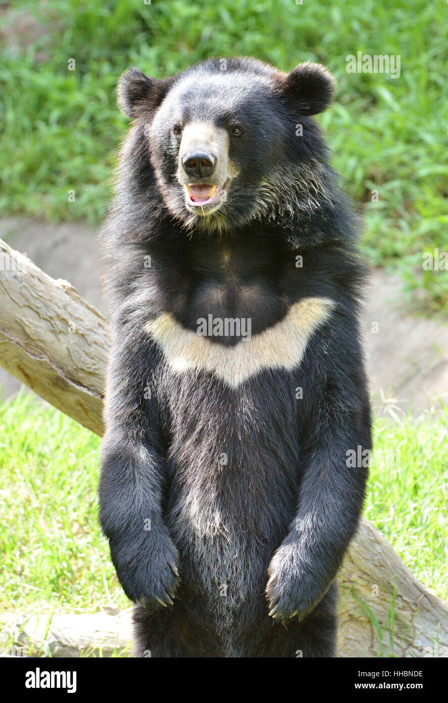 bear, black, swarthy, jetblack, deep black, danger, beautiful ...