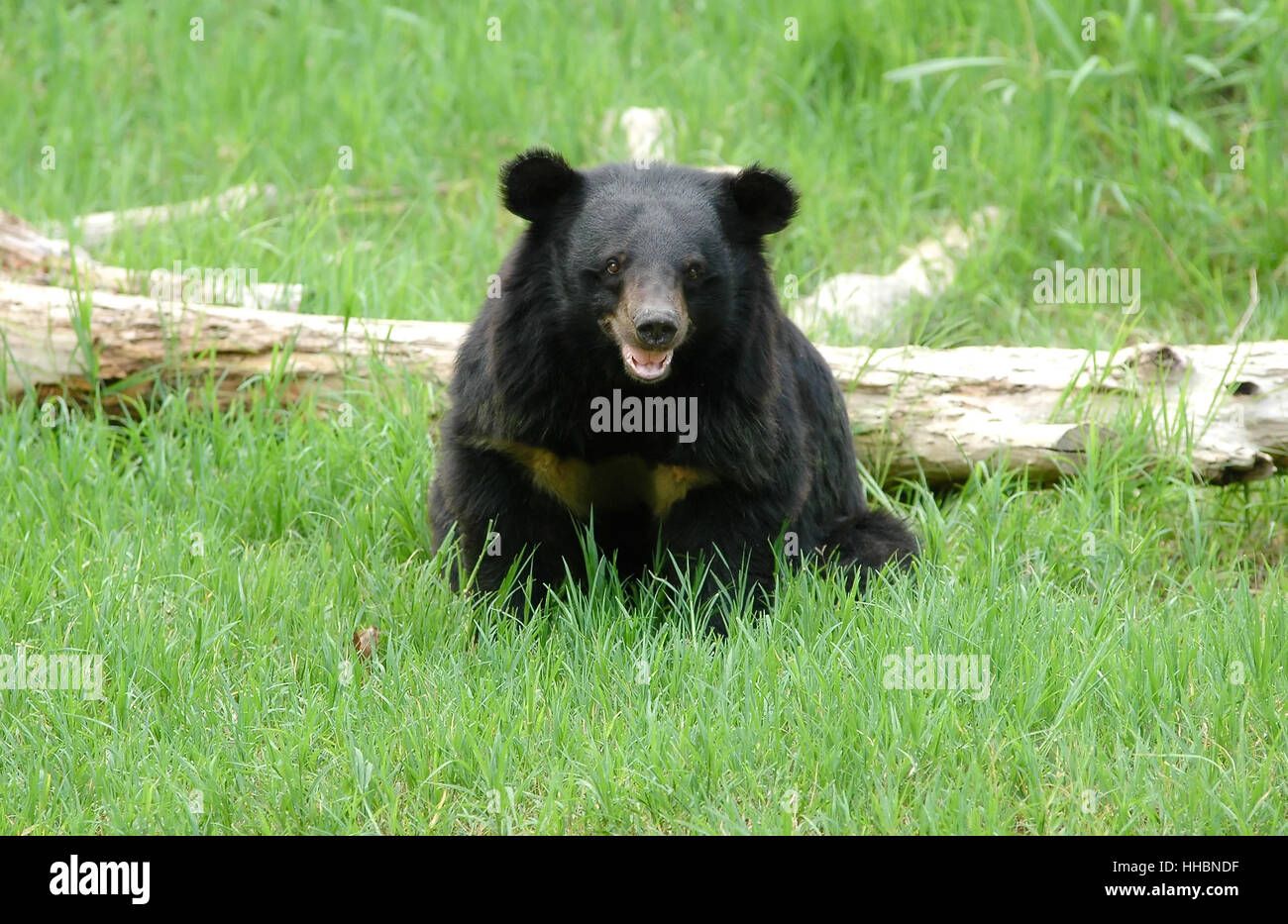 bear, black, swarthy, jetblack, deep black, danger, beautiful ...