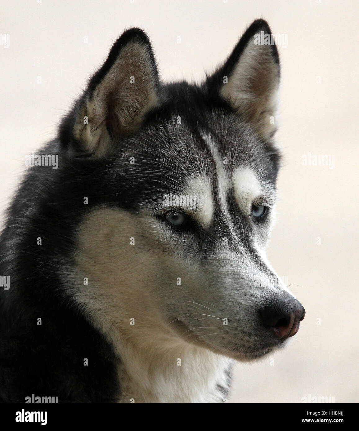 portrait, look, glancing, see, view, looking, peeking, looking at ...