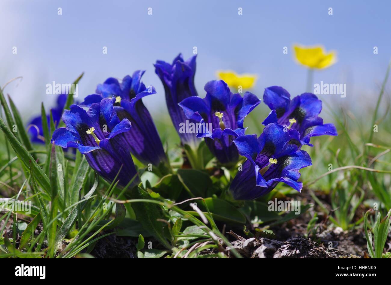Alpenenzian hi-res stock photography and images - Alamy