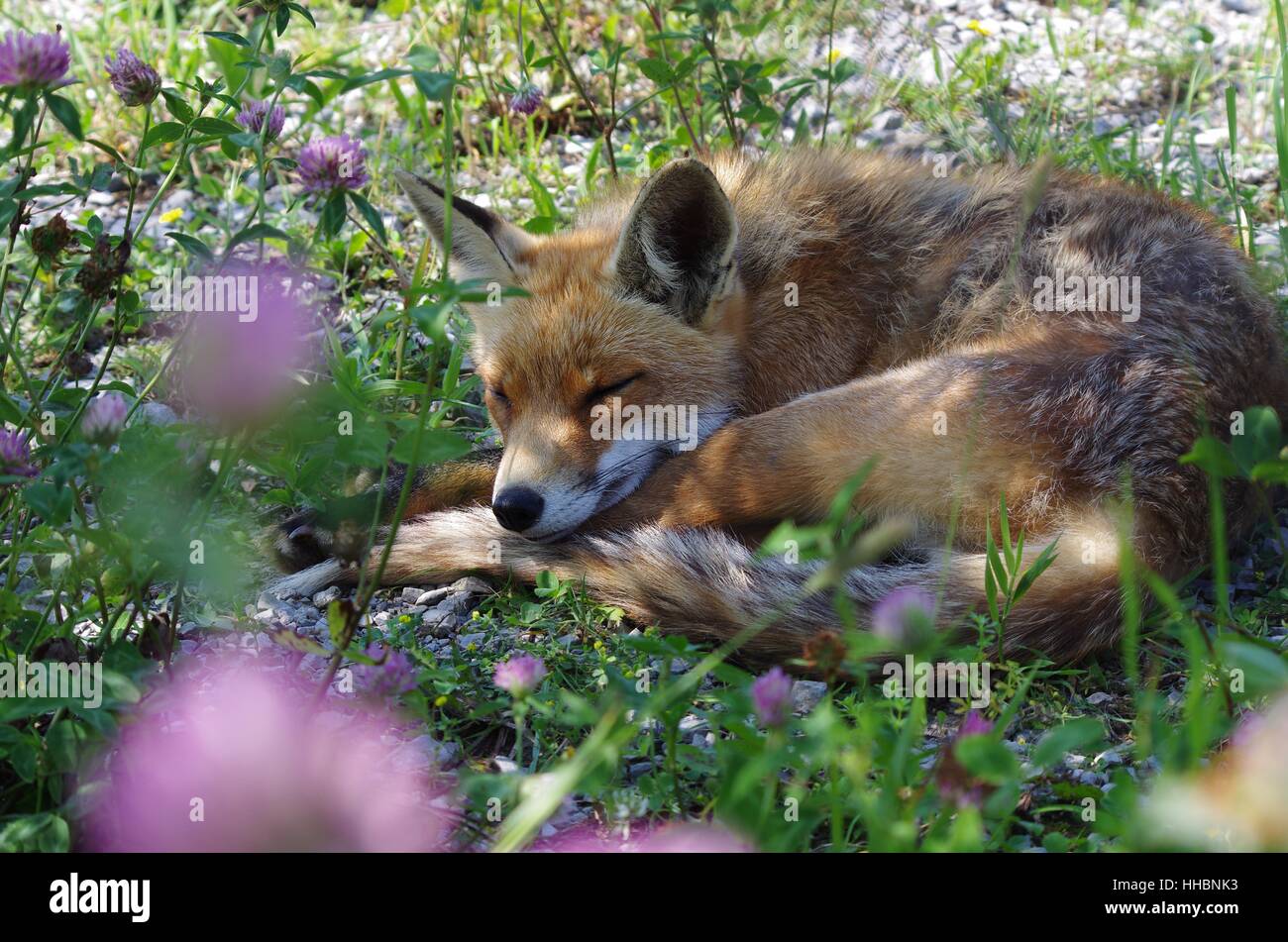 flower, flowers, plant, lie, lying, lies, look, glancing, see, view ...