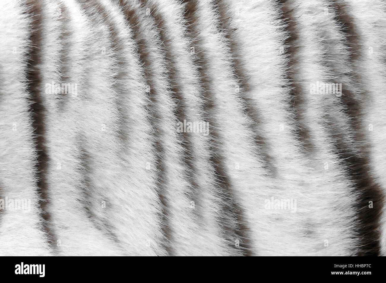 skin, cat, big cat, feline predator, tiger, bengal, fashion, animal ...