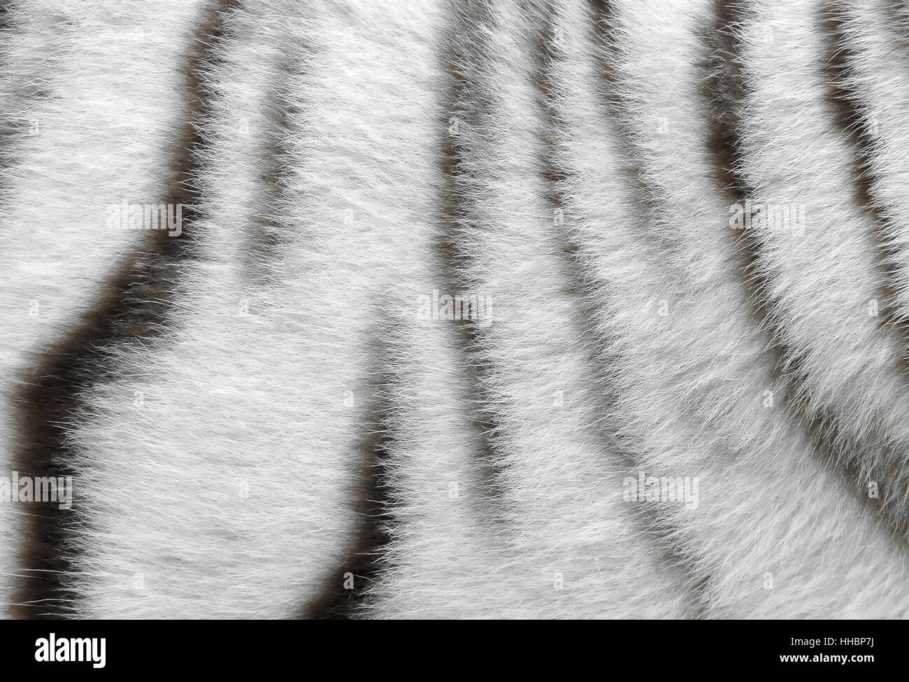 skin, cat, big cat, feline predator, tiger, bengal, fashion, animal ...