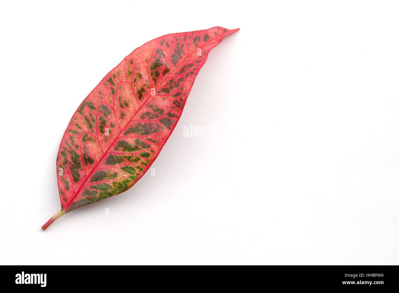 leaf, isolated, close, beautiful, beauteously, nice, leaf, detail ...