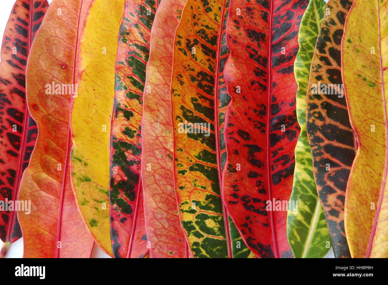 leaf, isolated, close, beautiful, beauteously, nice, leaf, detail ...