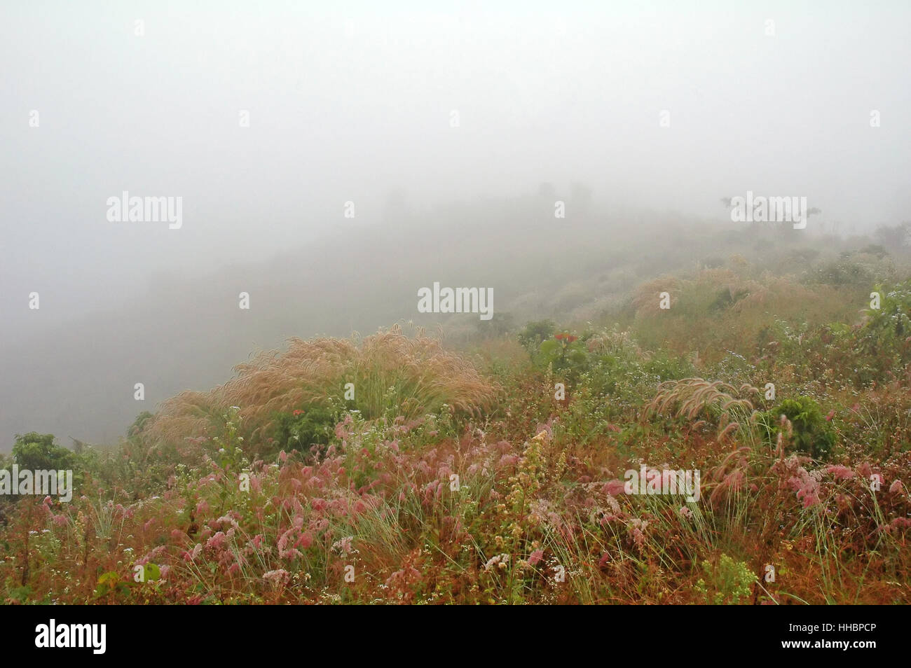 field, meadows, close, beautiful, beauteously, nice, colour, closeup ...