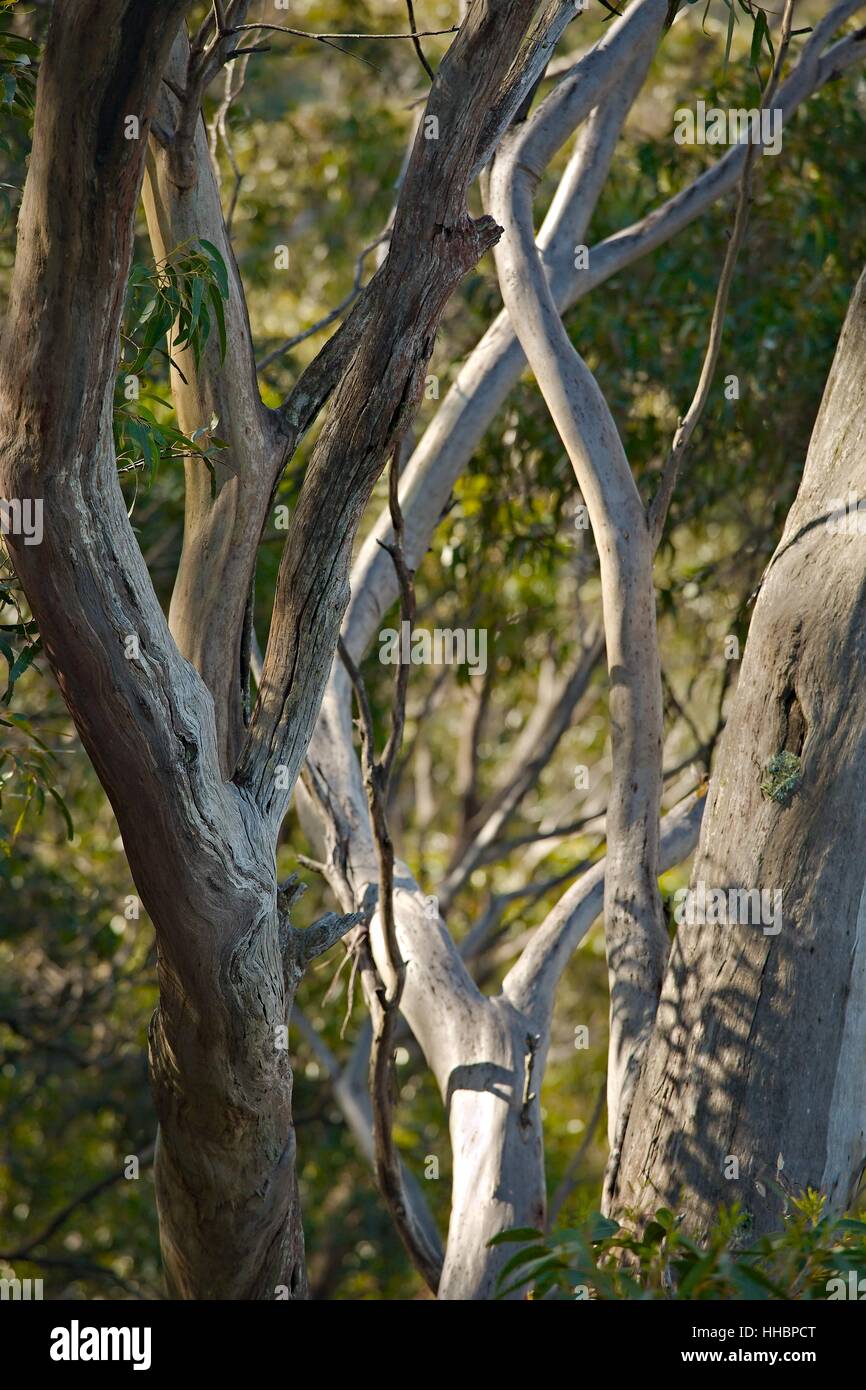 Trees in the woods Stock Photo - Alamy