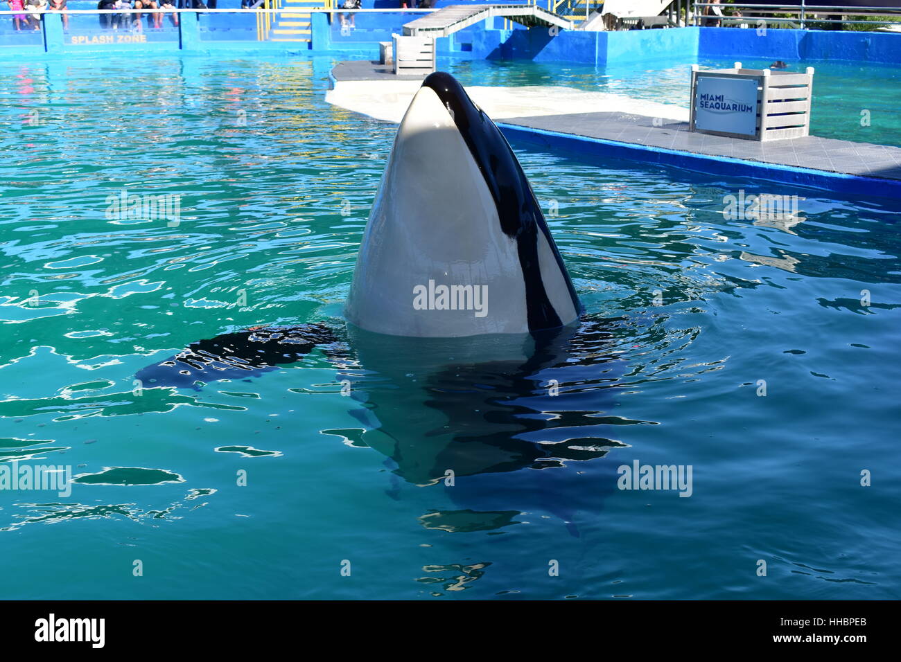 Miami, Florida - USA - January 08, 2016: Killer Whales at the ...