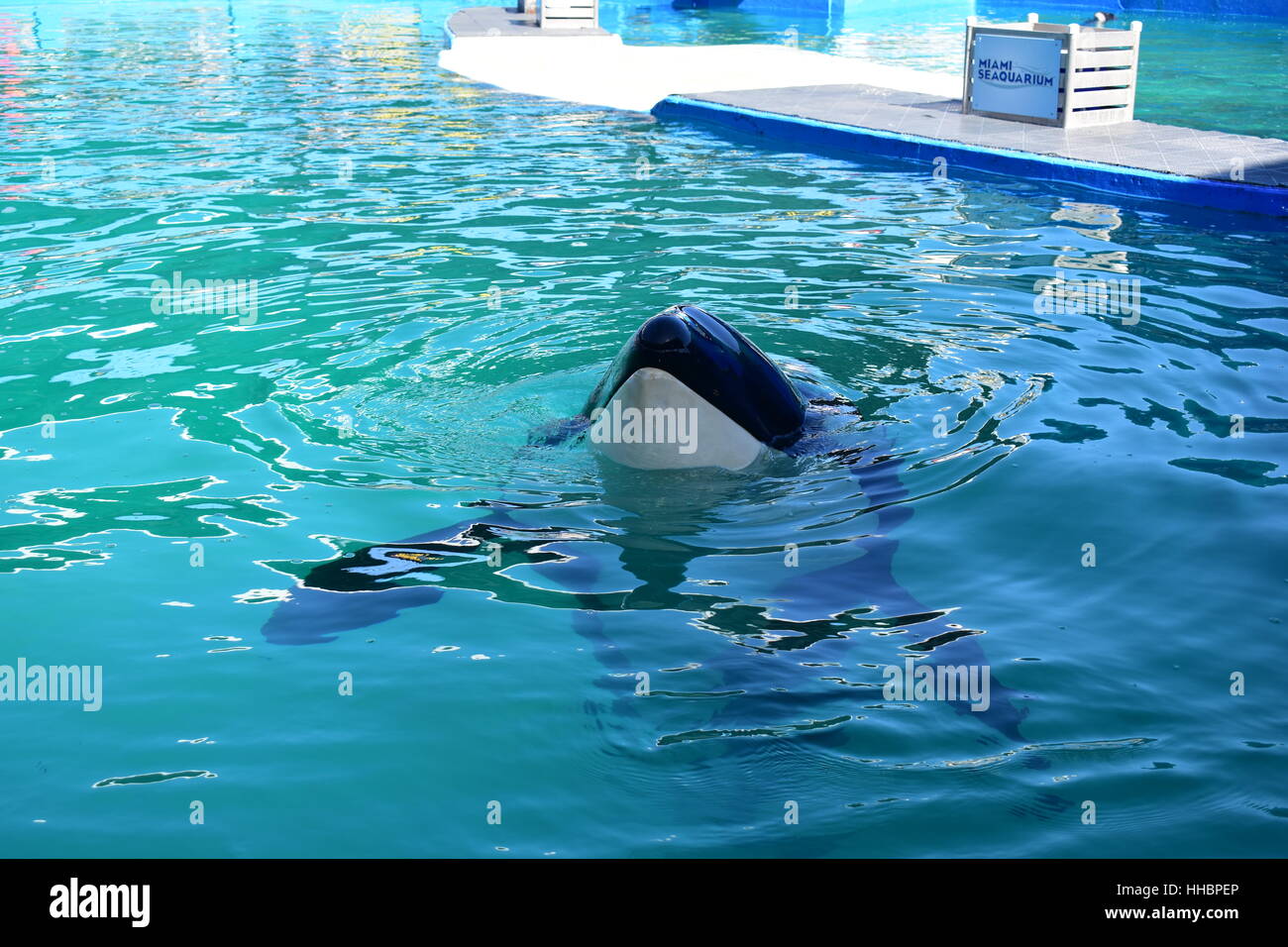 Miami, Florida - USA - January 08, 2016:Killer Whale Swimming at ...