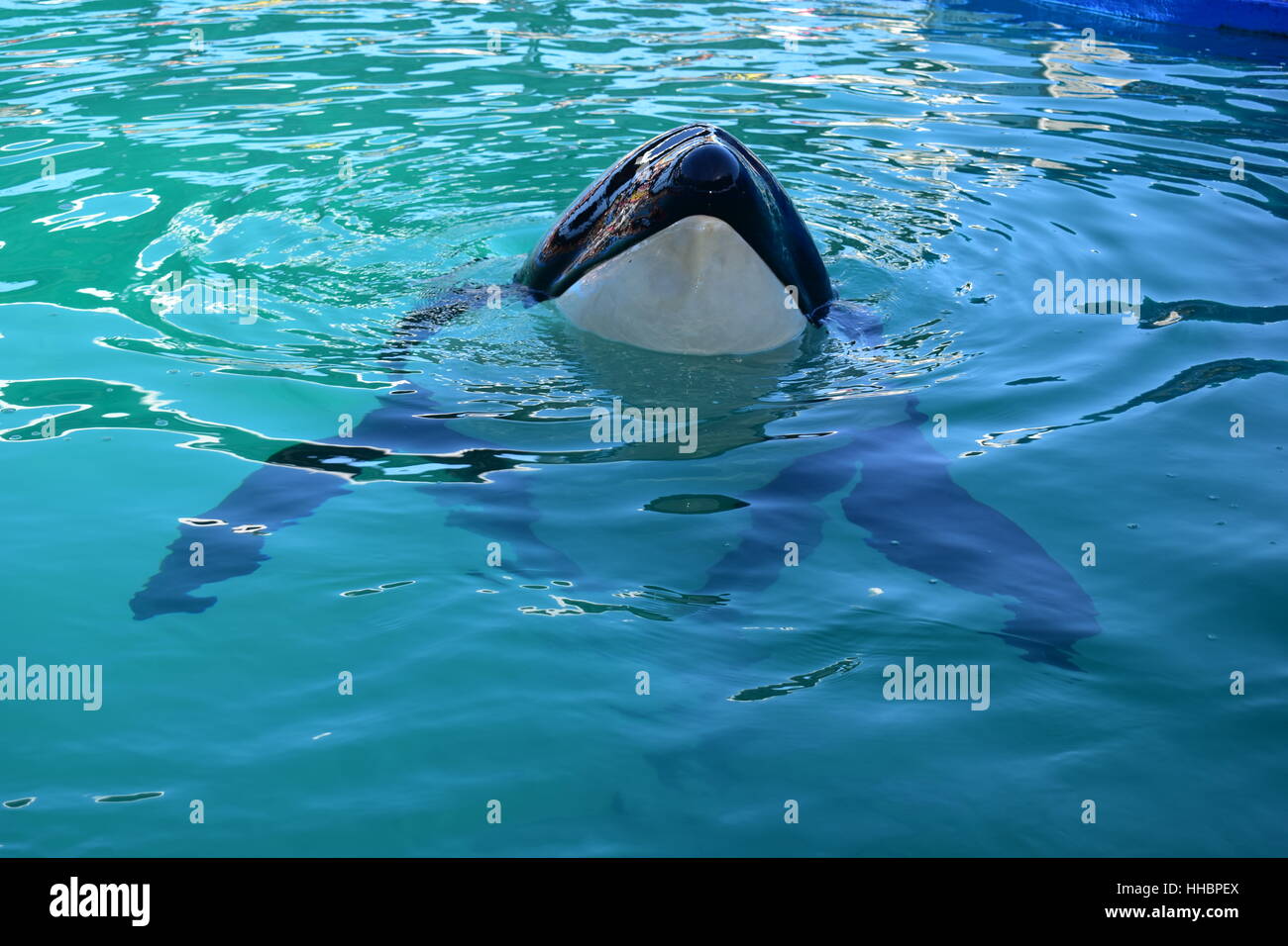 Miami killer whale show hi-res stock photography and images - Alamy