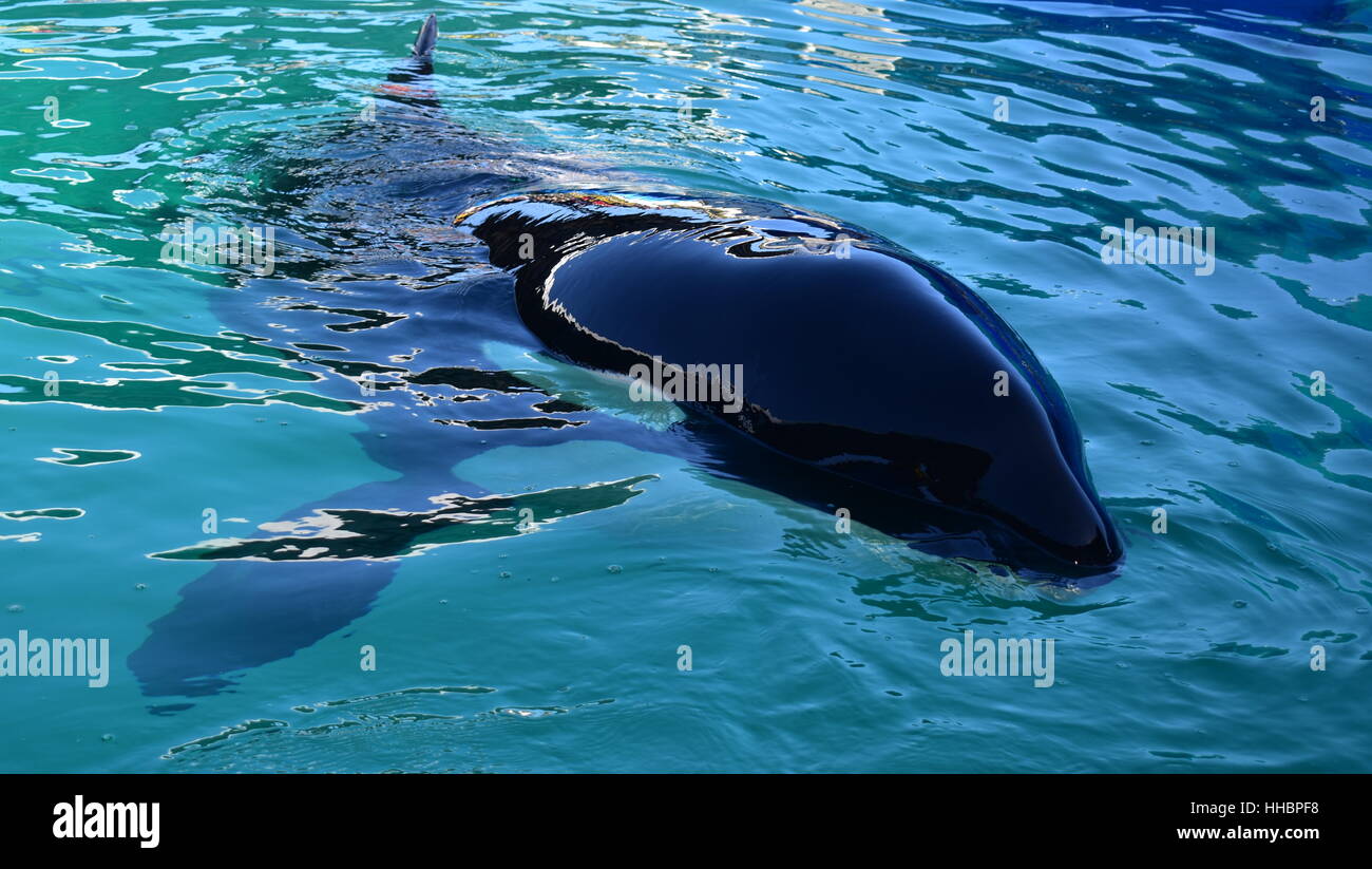 Miami, Florida - USA - January 08, 2016: Killer Whale Stock Photo - Alamy
