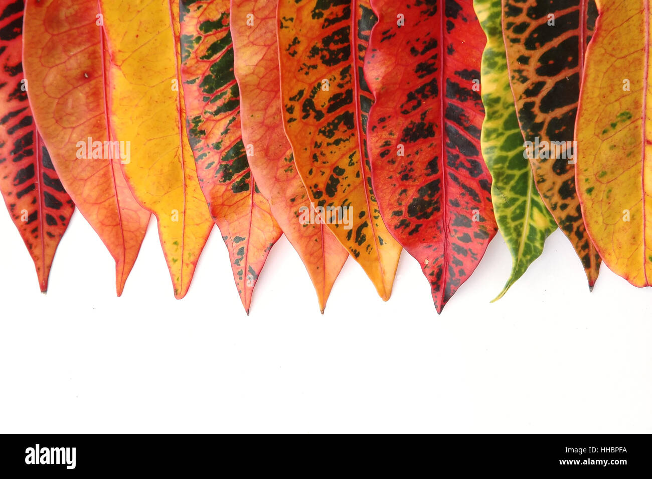 leaf, isolated, close, beautiful, beauteously, nice, leaf, detail ...