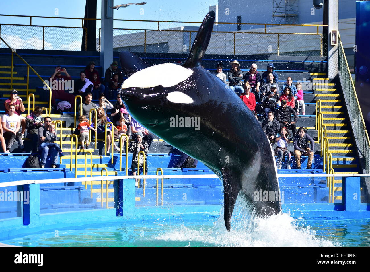 Miami, Florida - USA - January 08, 2016:The killer whale and Dolphin ...
