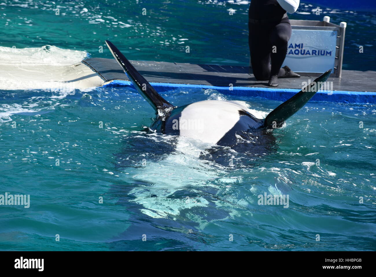 Miami, Florida - USA - January 08, 2016:Killer Whale Show Stock Photo ...