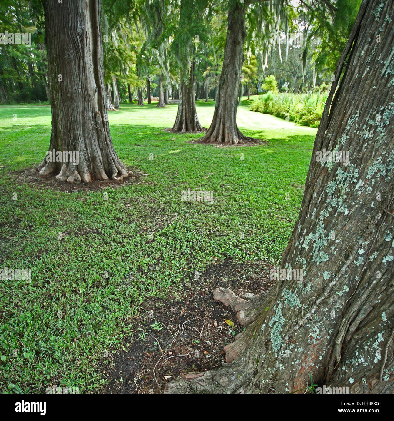Angle oak south carolina hi-res stock photography and images - Alamy
