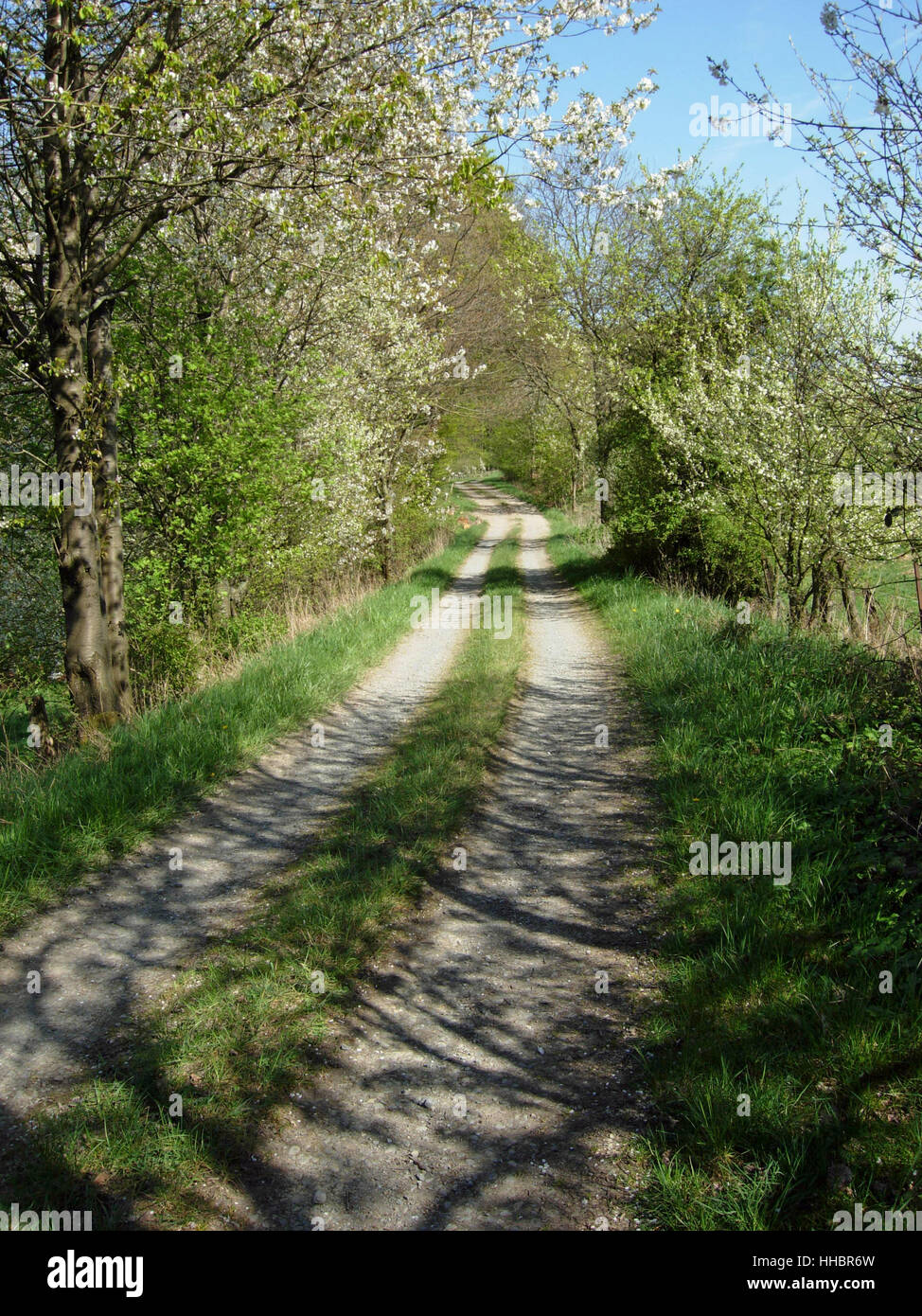 bloom, blossom, flourish, flourishing, spring, May, tree, trees, bloom ...