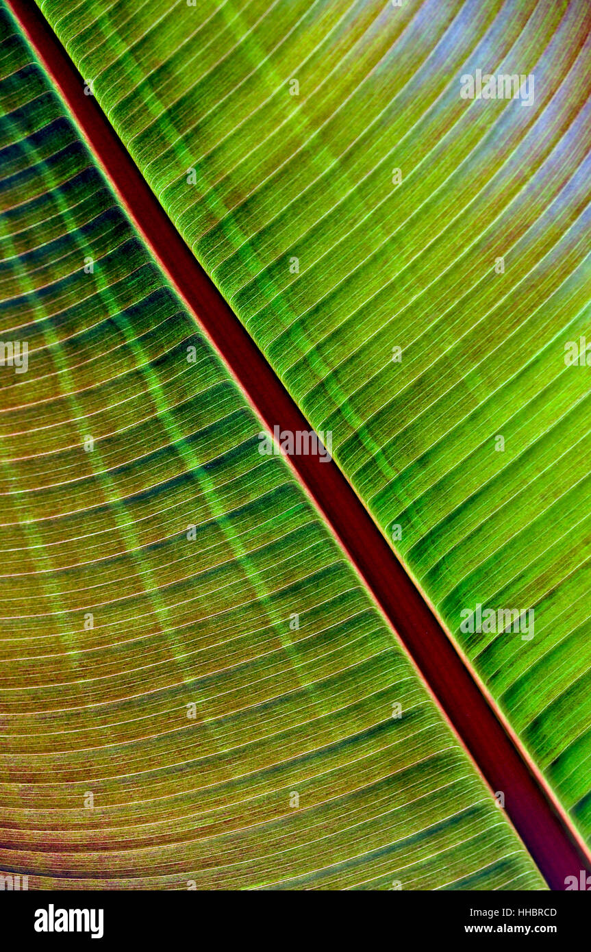 leaf, tree, garden, jungle, branch, tropical, vegetation, pattern, lawn ...