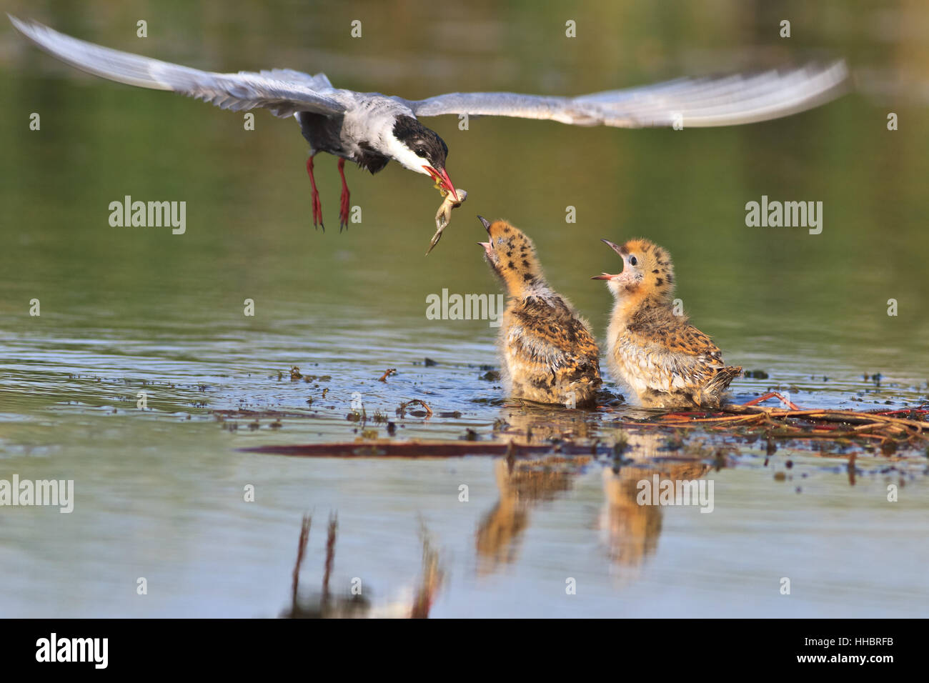 animal, bird, wildlife, fresh water, lake, inland water, water, fly ...