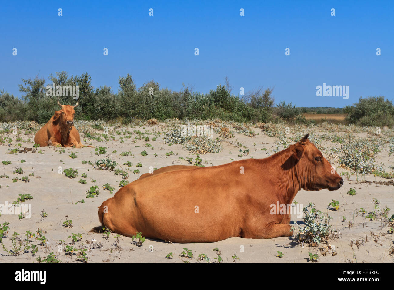 animal, agriculture, farming, beach, seaside, the beach, seashore, cow ...