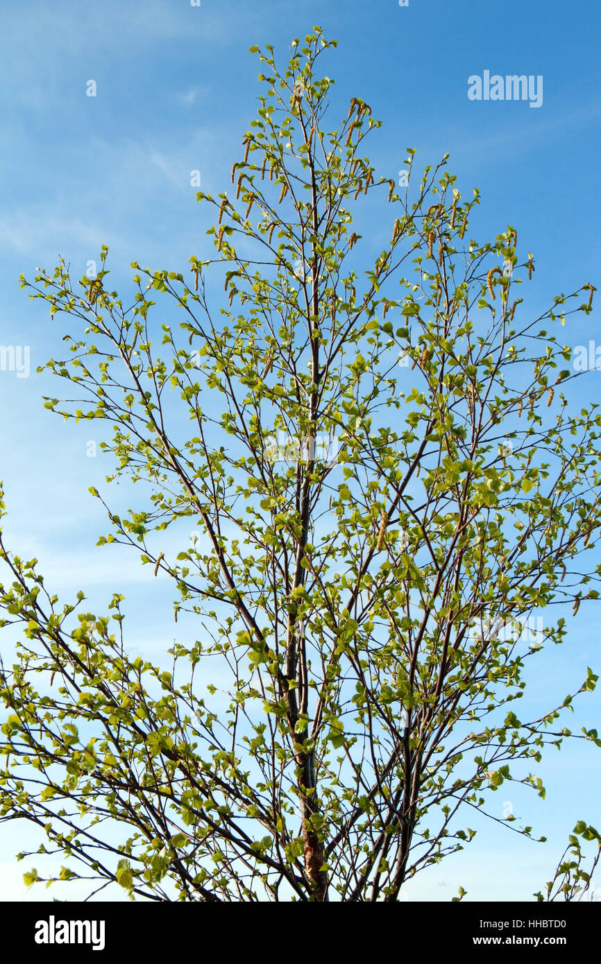 blue, leaf, tree, park, trunk, leaves, shine, shines, bright, lucent ...
