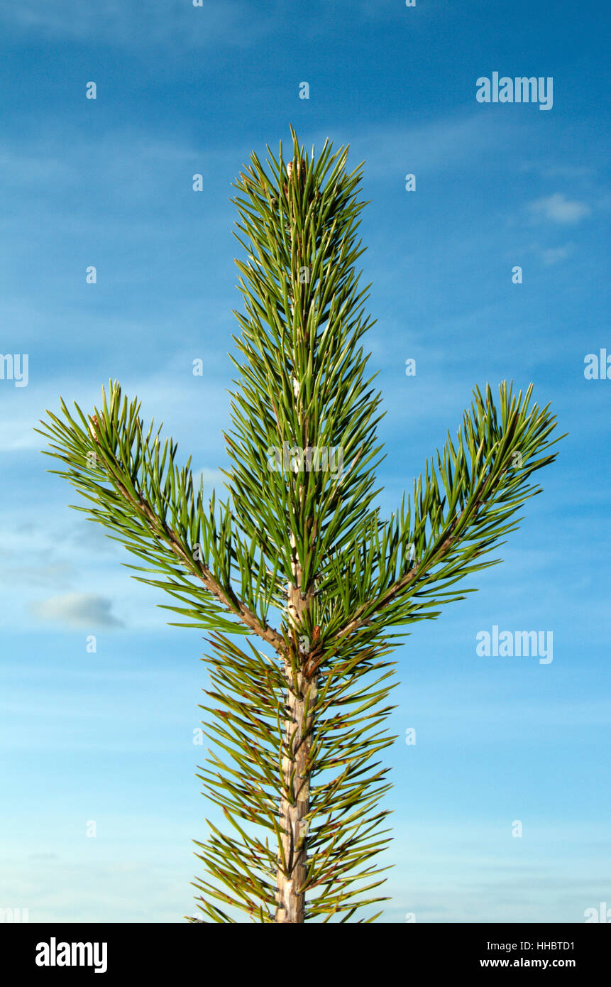 blue, detail, tree, green, pine, sunlight, tip, peak, branch, outdoor ...