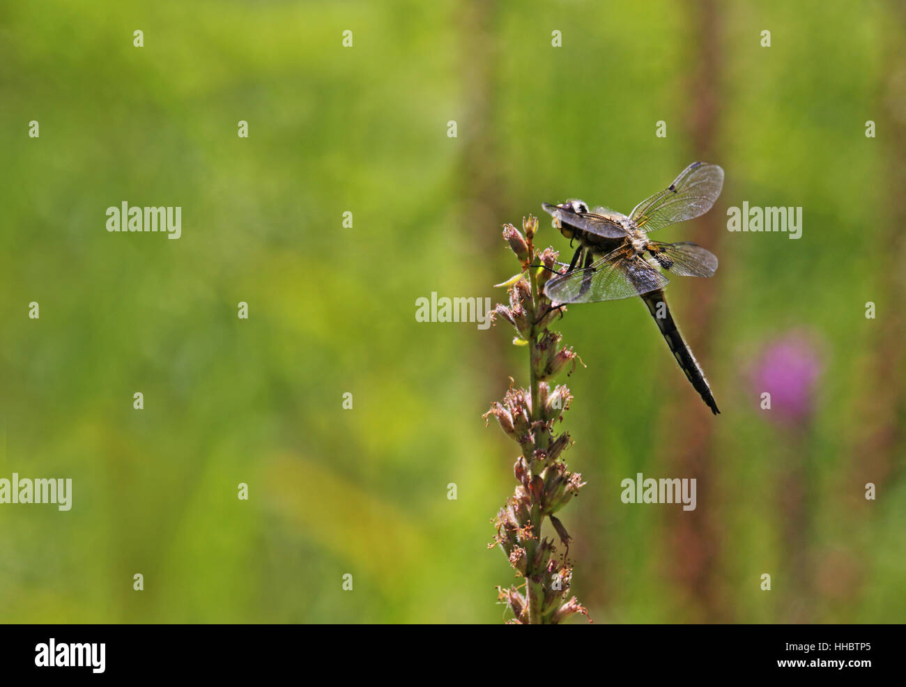 dragonfly, insect, fauna, dragonfly, landing, biology, zoology ...
