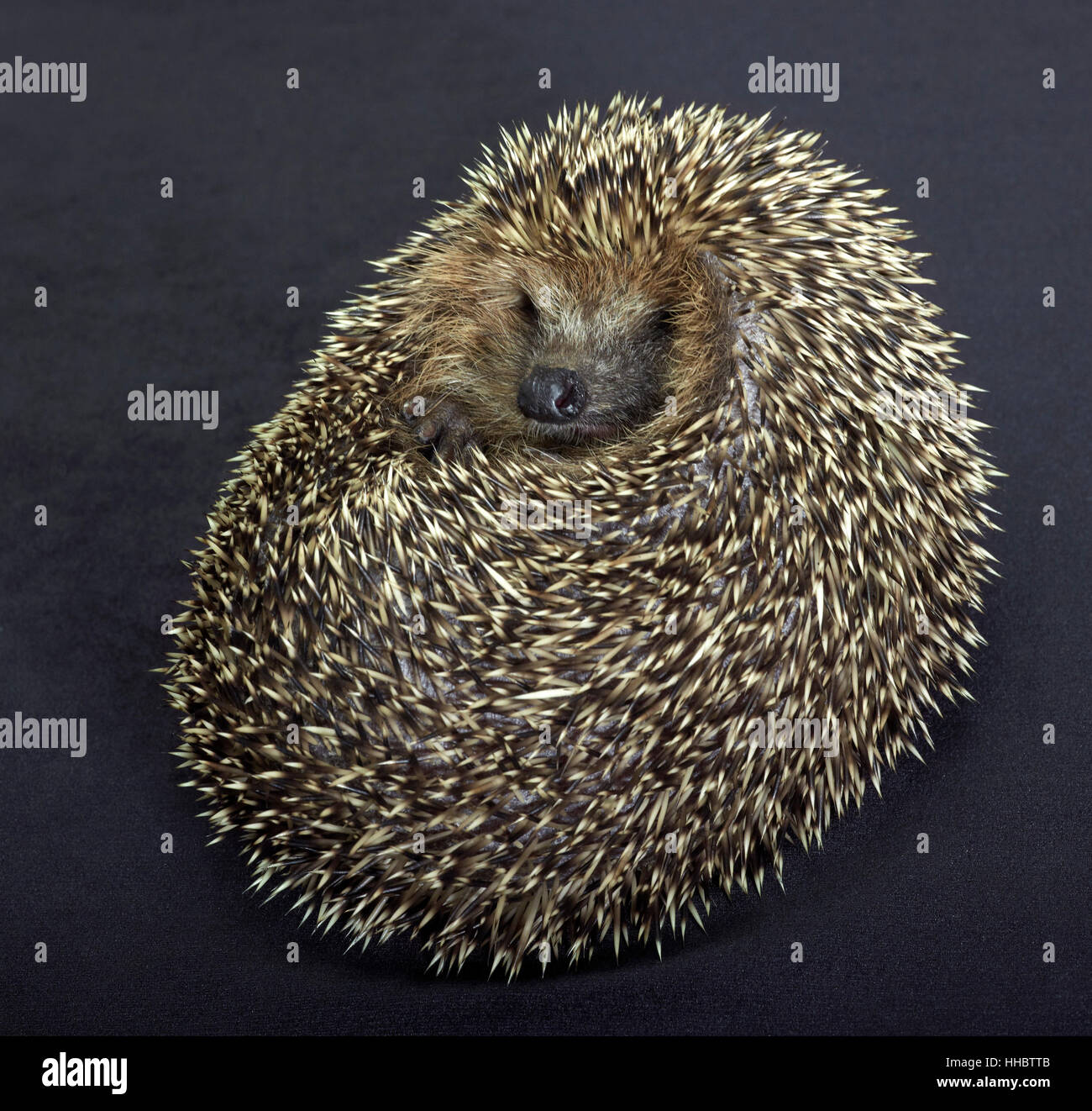 mammal, hedgehog, defense, backstroke, unrolled, beautiful, beauteously ...
