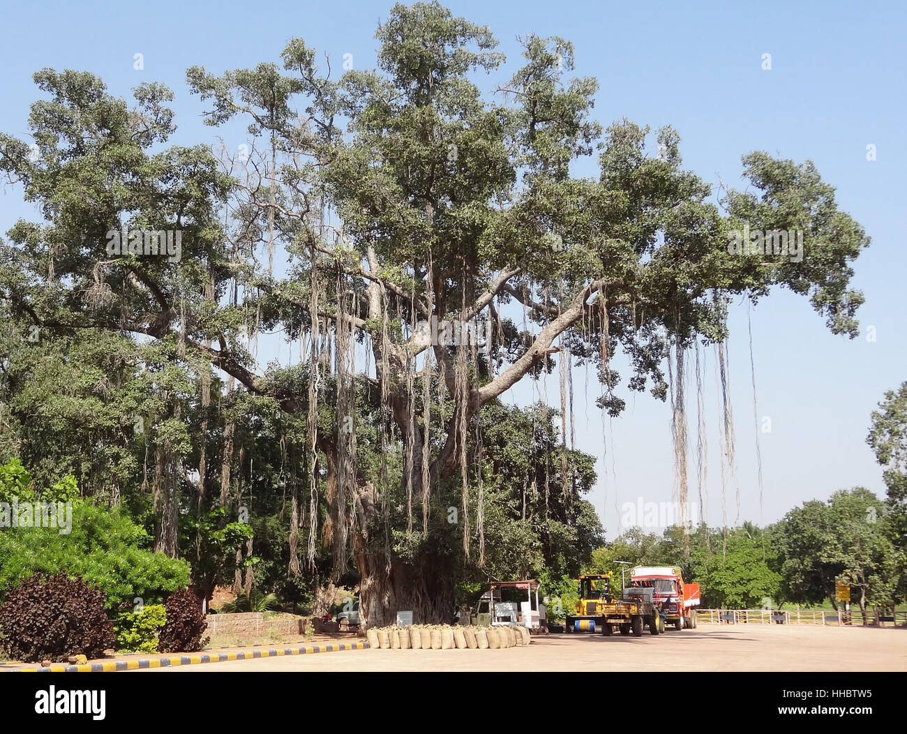 roadside scenery with big tree in India Stock Photo - Alamy