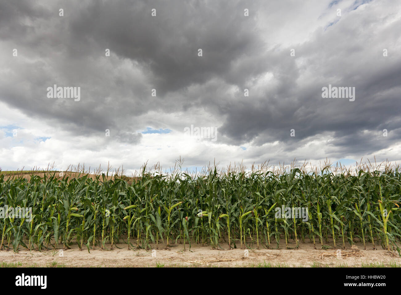 corn field with dramatic clouds Stock Photo - Alamy