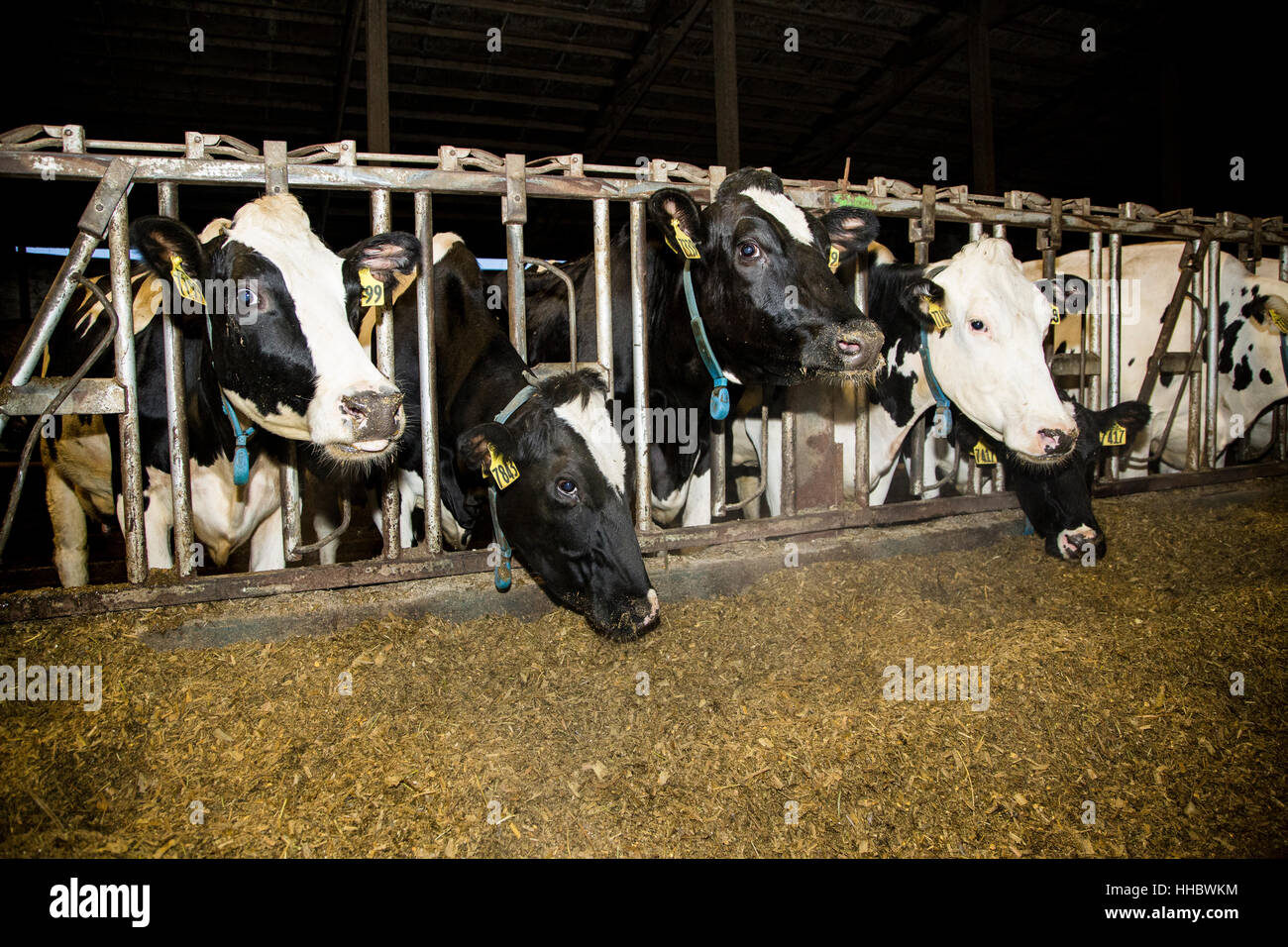 A barn filled with a large heard of dairy cows in Wisconsin Stock Photo ...