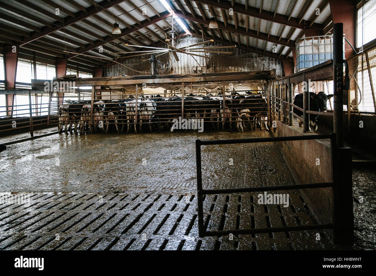 Dairy farming in wisconsin hi-res stock photography and images - Alamy