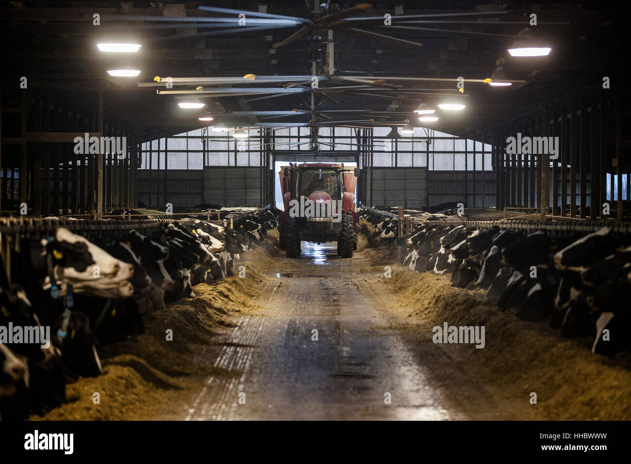 Tractor cows hi-res stock photography and images - Alamy