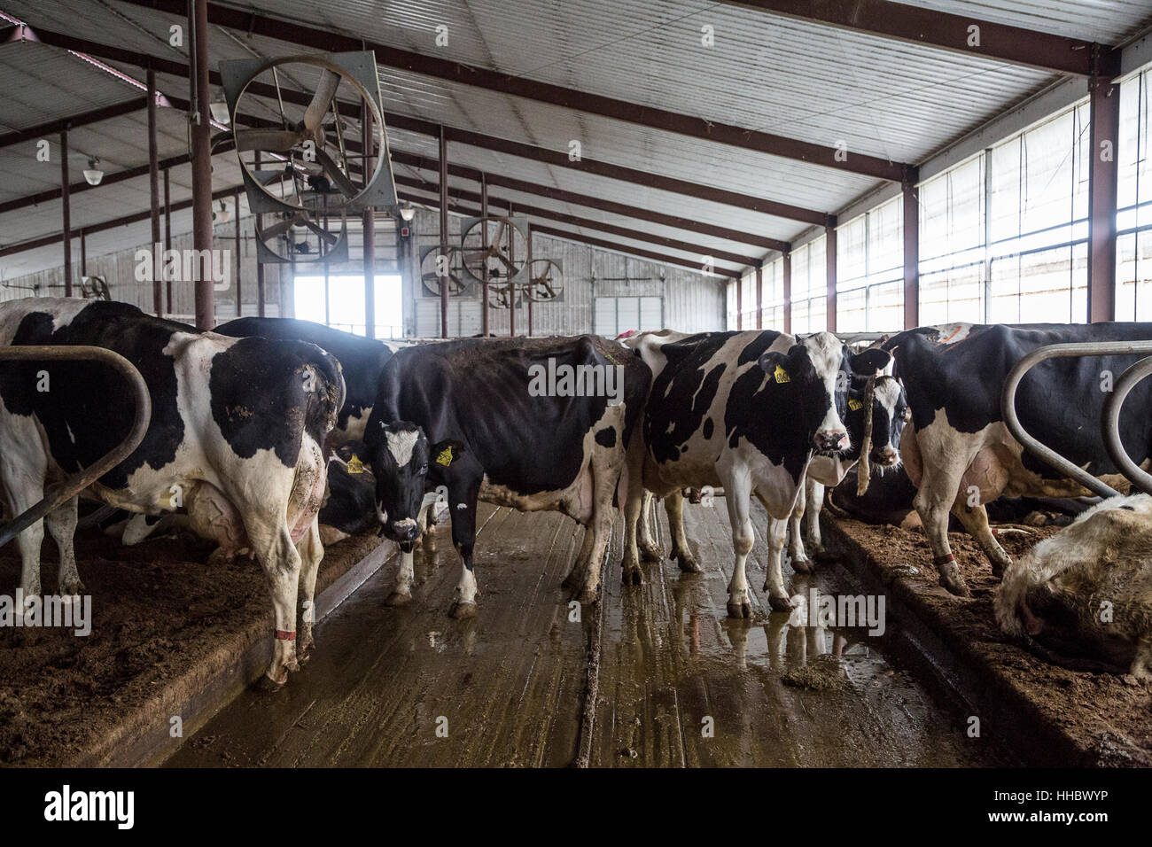 A barn filled with a large heard of dairy cows in Wisconsin Stock Photo ...