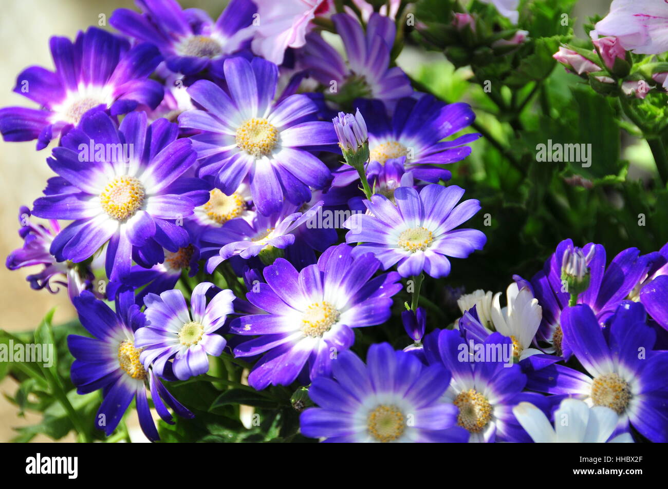 flower, plant, flowers, summer, summerly, spring, sign, pictogram ...