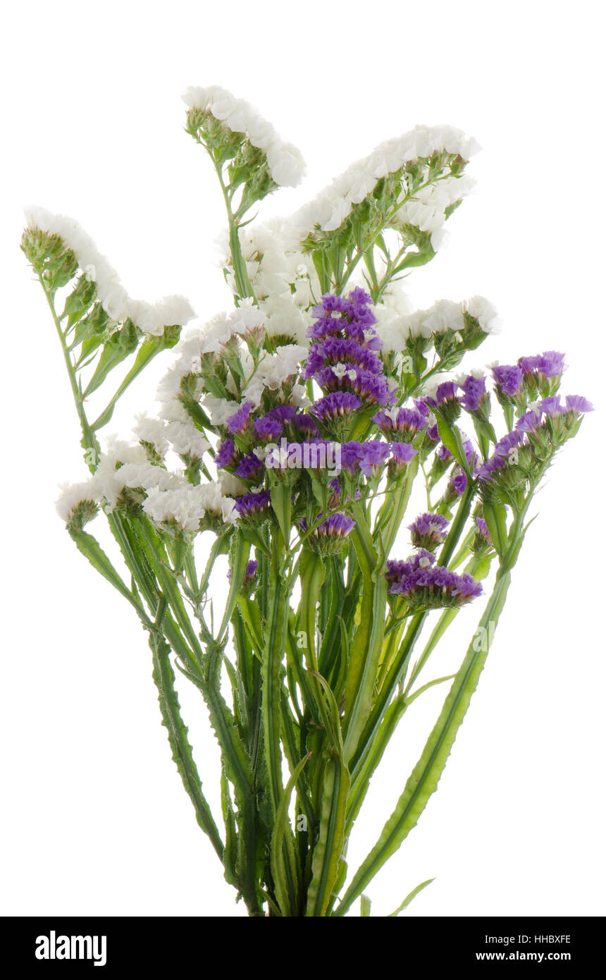 arrangement, isolated, colour, closeup, flower, plant, horizontal ...