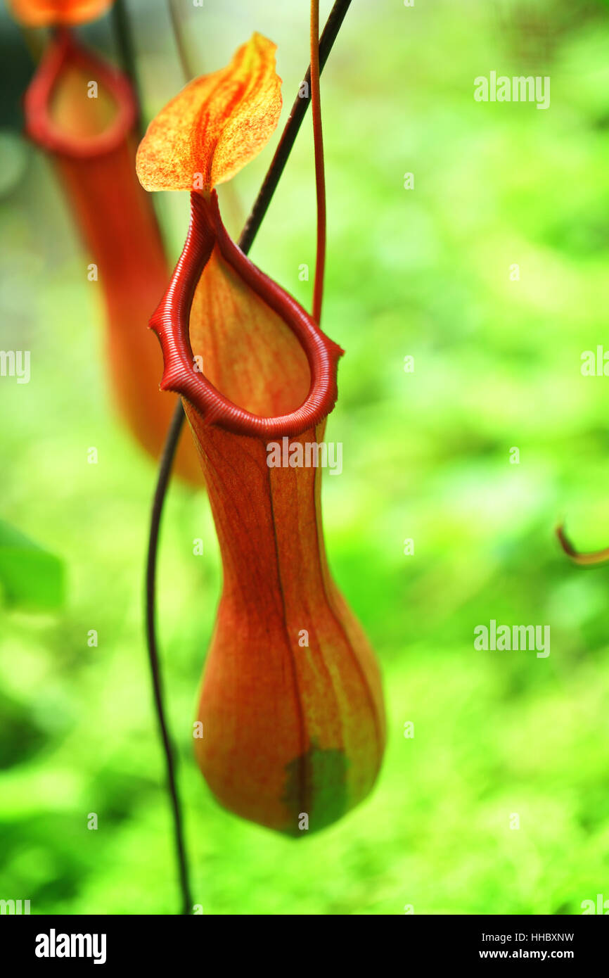cup, leaf, insect, flower, plant, monkey, botany, malaysia, borneo ...