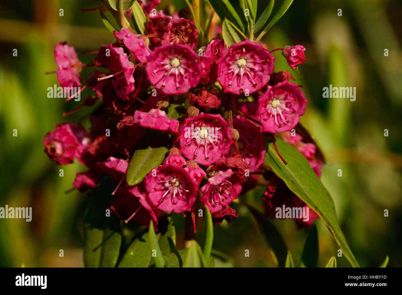 Kalmia angustifolia hi-res stock photography and images - Alamy
