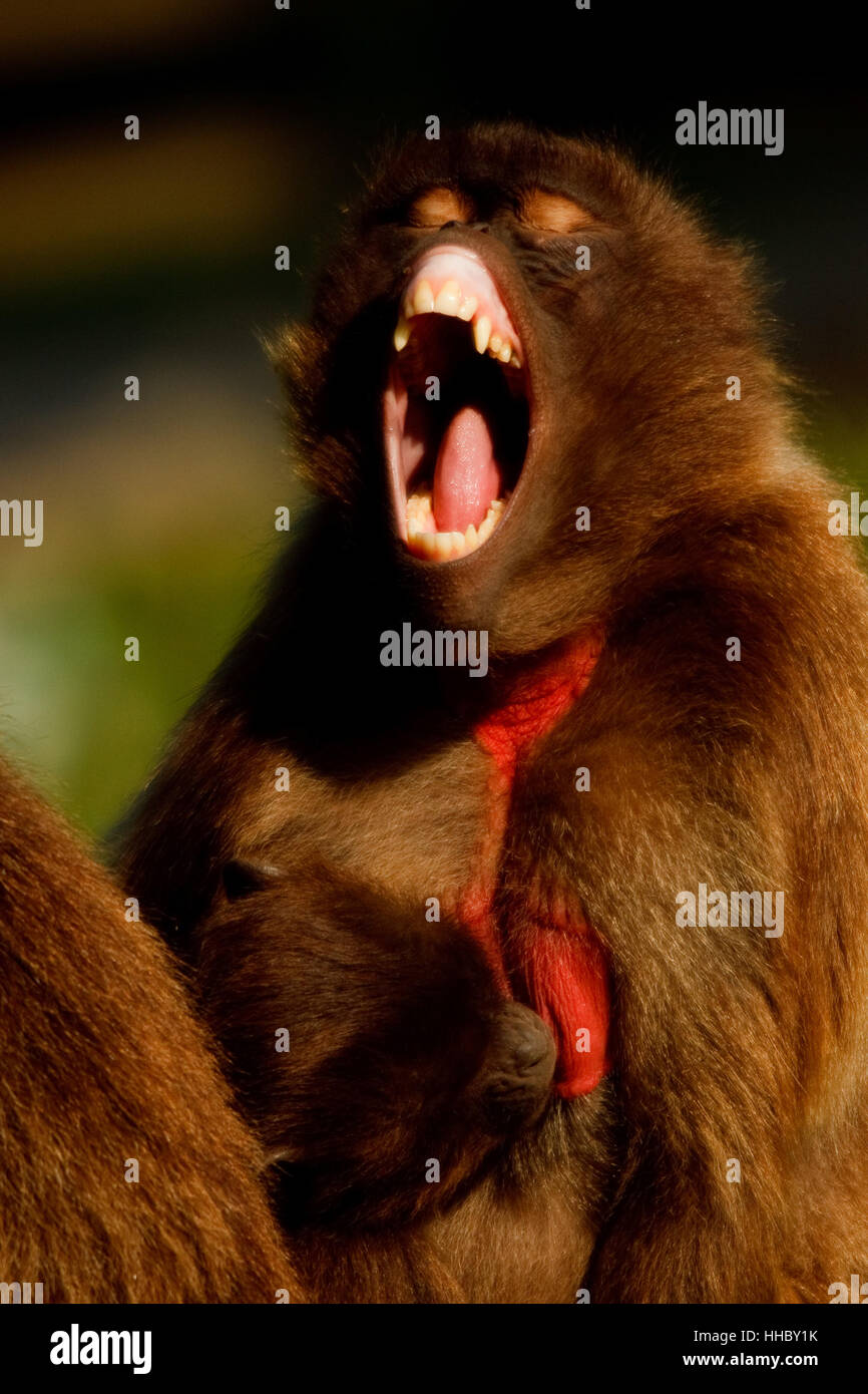 monkey, baboon, suck, primates, suckle, animal, mammal, brown, brownish ...