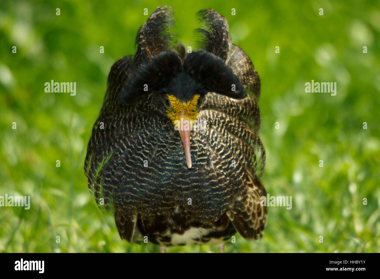 fight, bird, birds, fen, fight, fighting, bird, fauna, birds, fen, watt ...