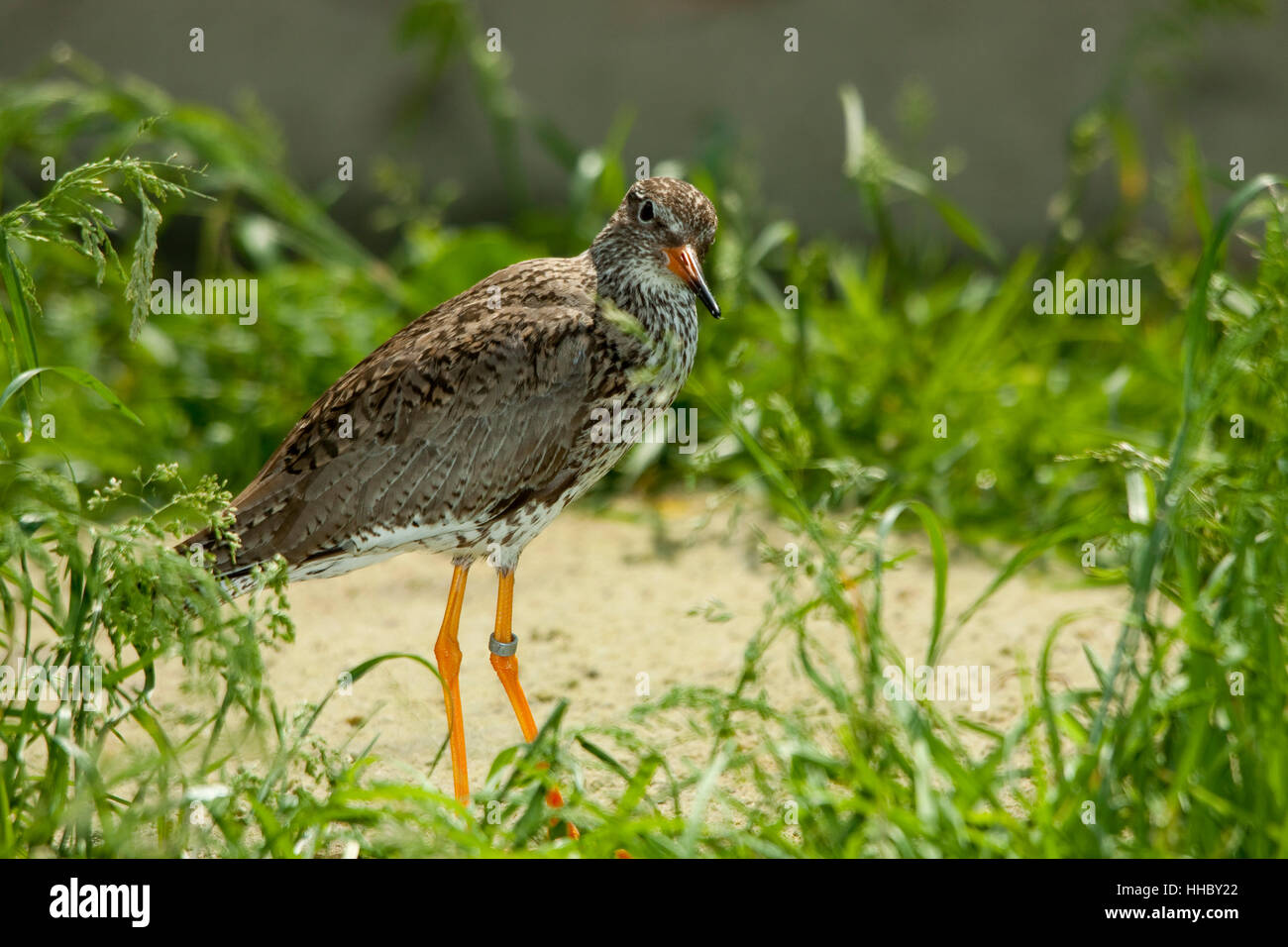 bird, birds, fen, bird, green, birds, europe, fen, fresh water, pond ...