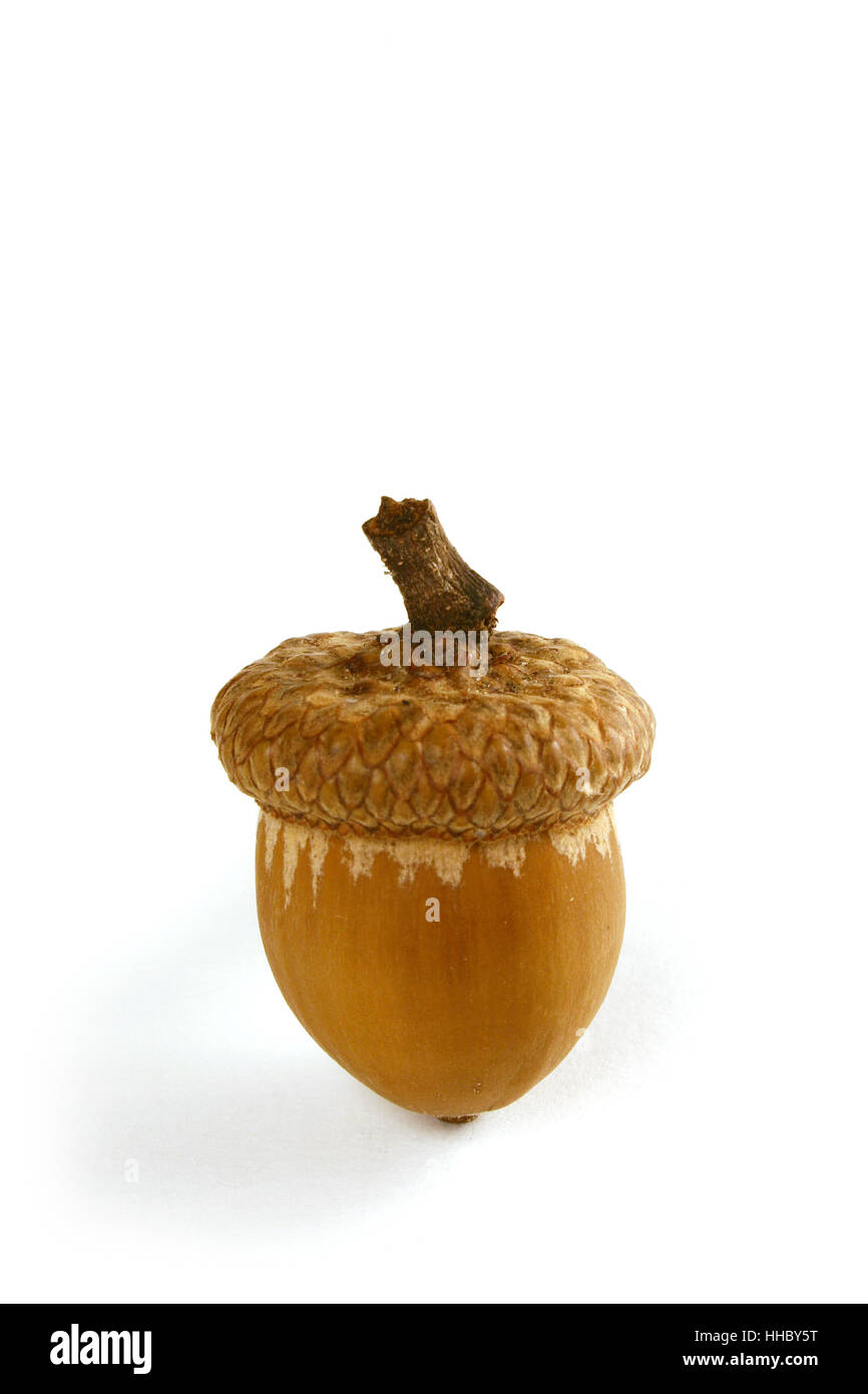 One acorn with clipping path standing on white background Stock Photo ...