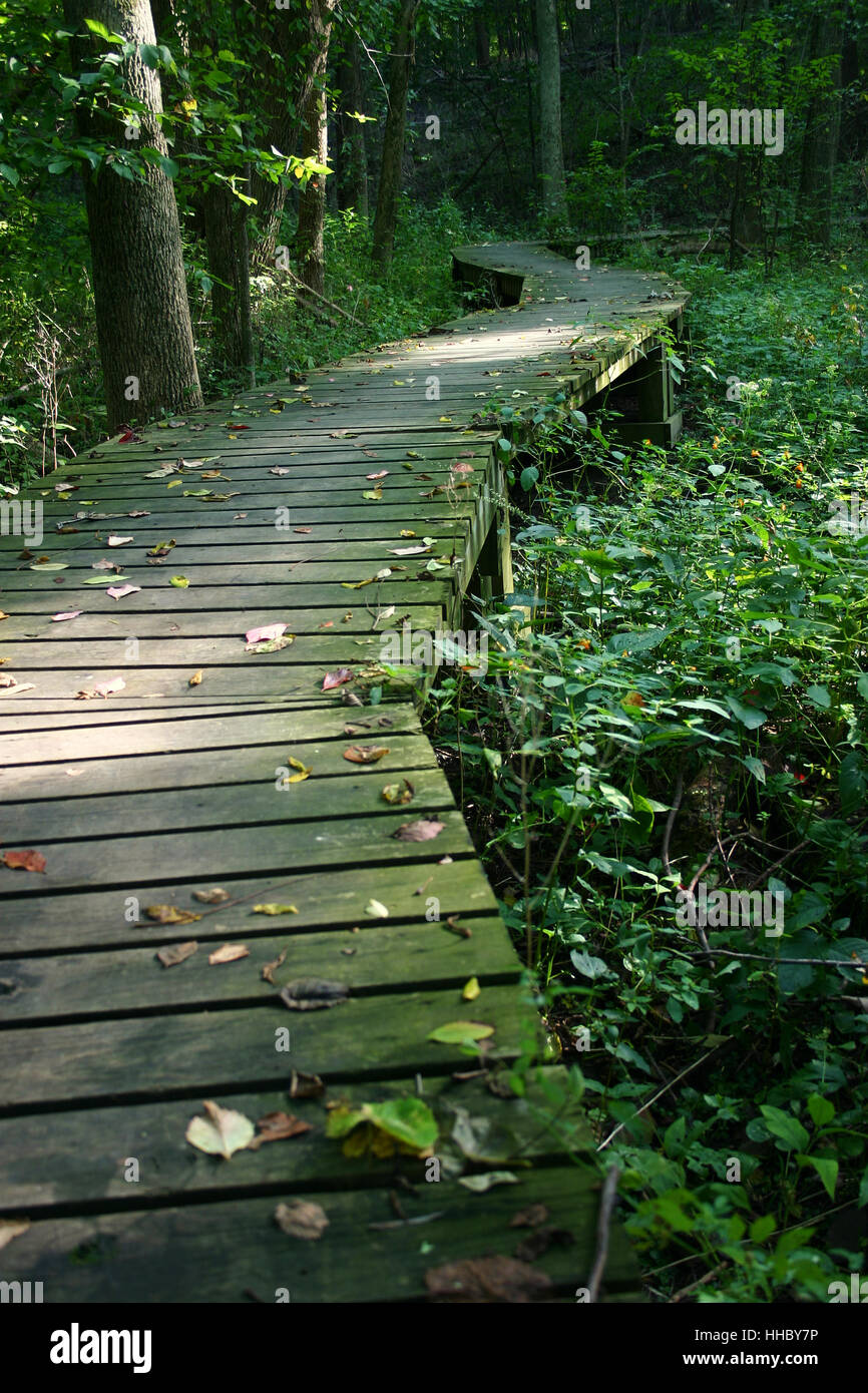 A wooden pathway snakes through the woods Stock Photo - Alamy